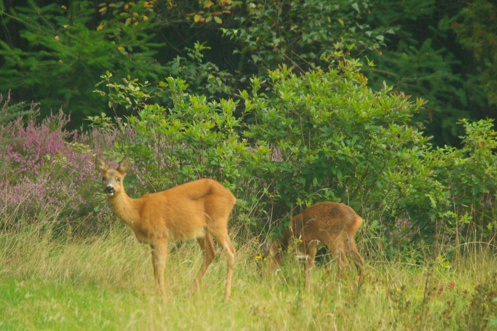 Bed and Breakfast Holten - De Engelse Kamp